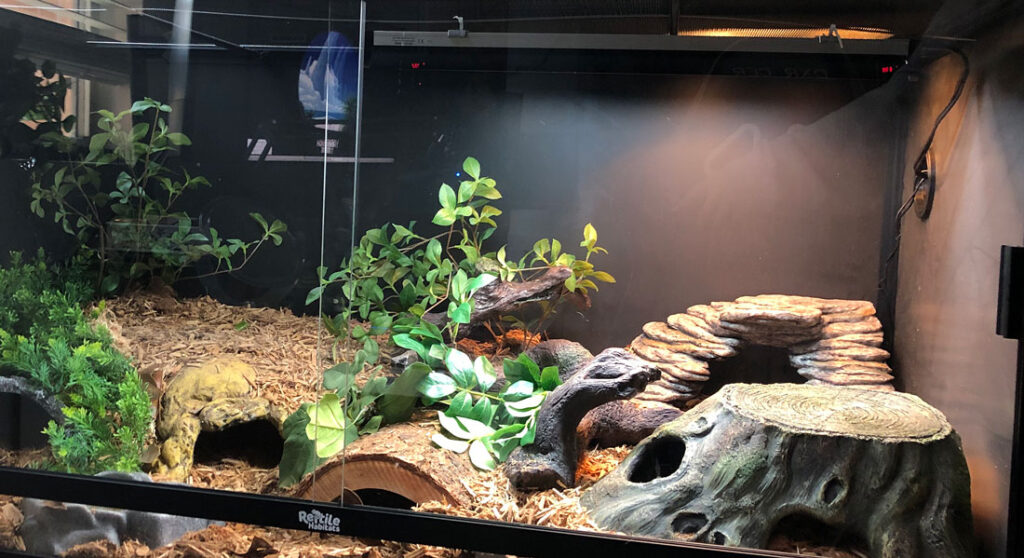 Ideal Habitat for Adult Northern Blue-tongue Skink – Lizard Cafe